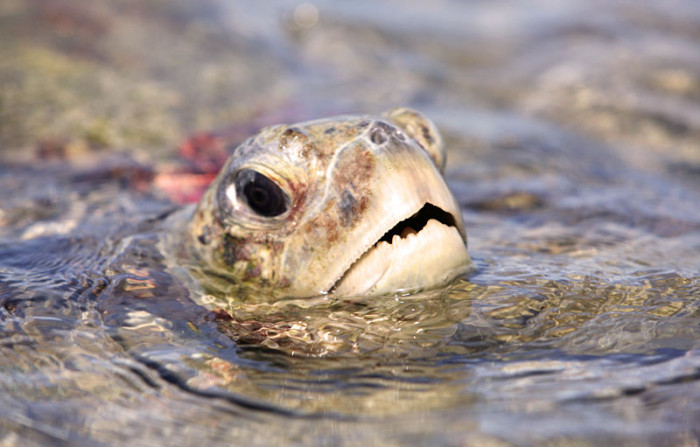 Toothed turtles survived longer than scientists thought | Turtle Foundation