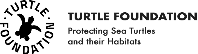 Sea turtles – Turtle Foundation