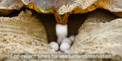 Turtle Foundation – protecting Sea Turtles and their Habitats