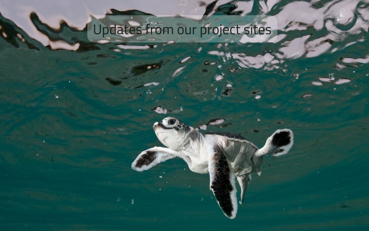 Newsletter 07/23 | Turtle Foundation