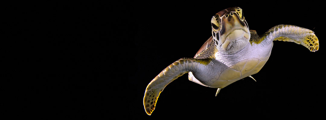 Turtle Foundation – Protecting sea turtles and their habitats