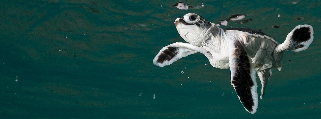 Turtle Foundation – Protecting sea turtles and their habitats