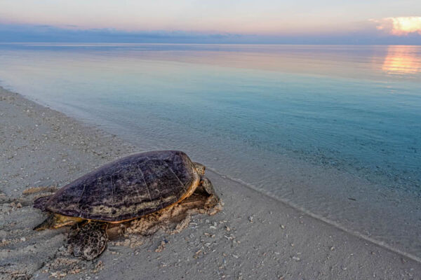 Green Sea Turtle No Longer Endangered| Turtle Foundation