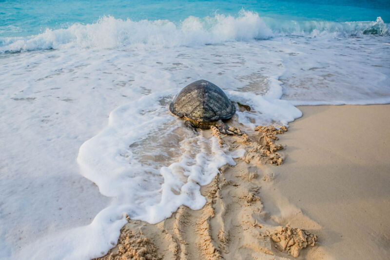 Turtle Foundation – protecting Sea Turtles and their Habitats