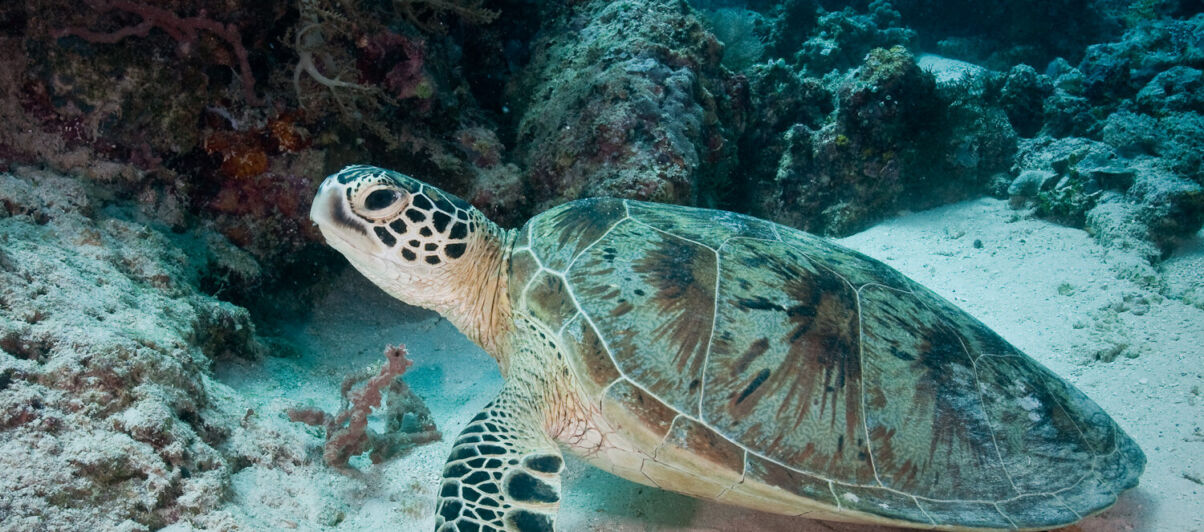 Symbolic adoption of a sea turtle | Turtle Foundation