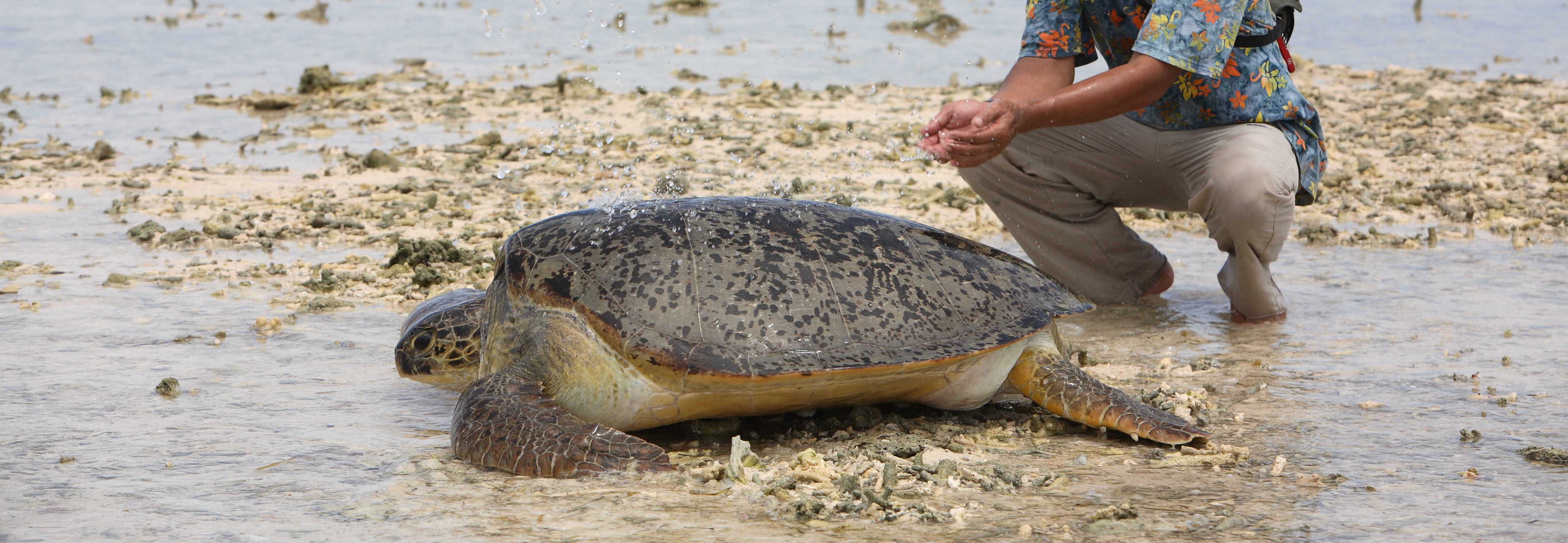 Adoption – Turtle Foundation